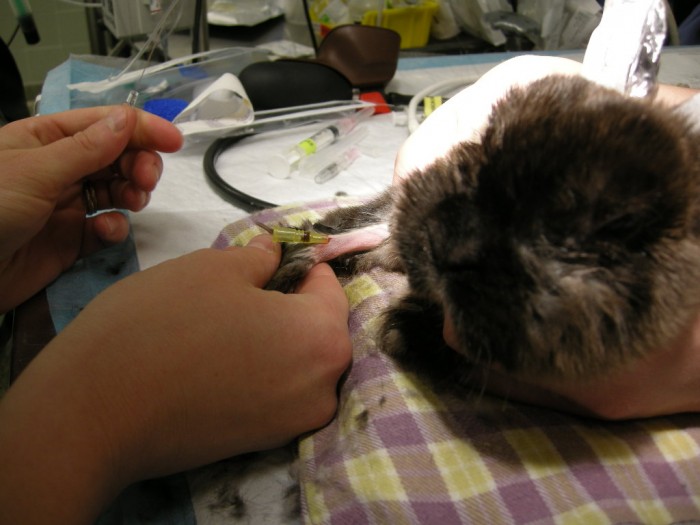 Intravenous Catheter Placement in Rabbits | LafeberVet