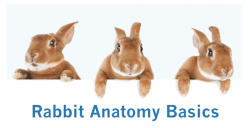 Diaporama Anatomie du lapin - LafeberVet