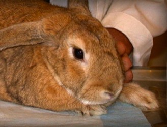 Aggression in Rabbits - LafeberVet