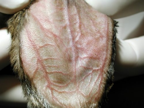 Venipuncture in Small Mammals - LafeberVet