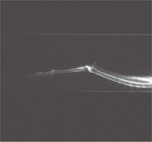 Radiology in Birds: Imaging the Possibilities - LafeberVet
