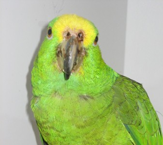 Recommended References for Avian Practice - LafeberVet