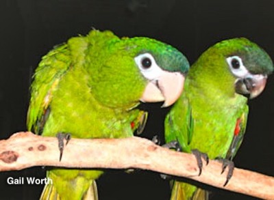 Macaw ID Slideshow: Photos & Fast Facts - LafeberVet