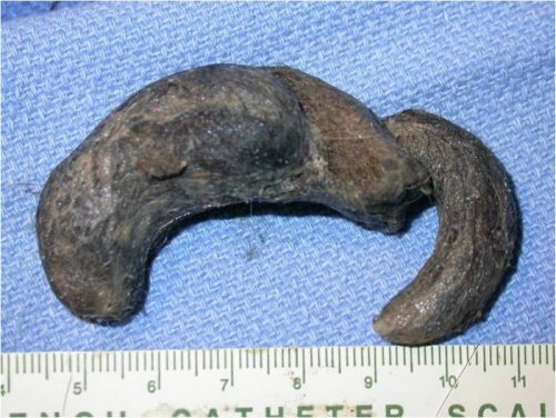 Gastrointestinal Disease in the Ferret - LafeberVet
