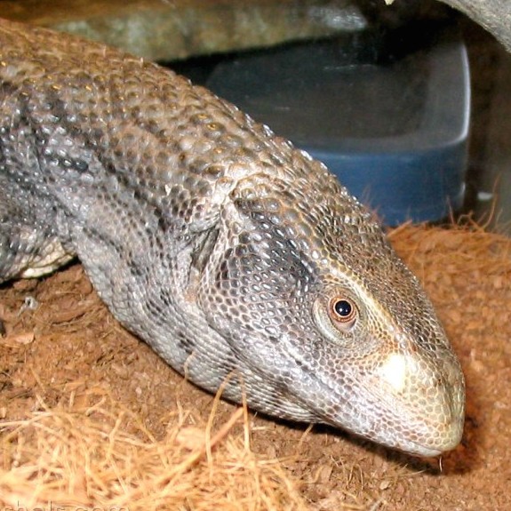 Savannah Monitor Leash