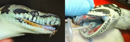 Presenting problem: Stomatitis in Reptiles - LafeberVet
