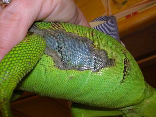 Presenting problem: Burns in Snakes and Lizards - LafeberVet