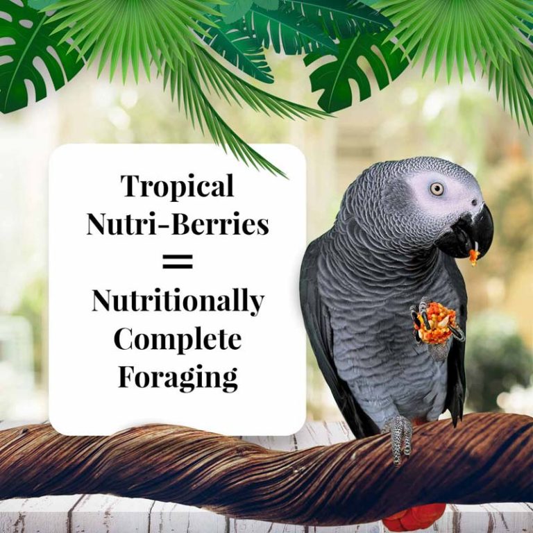 Tropical Fruit Nutri-Berries for Parrots – Lafeber Company