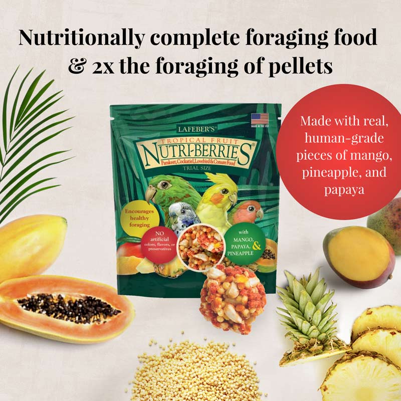 Cockatiel Foraging Fun Pack – Lafeber Company