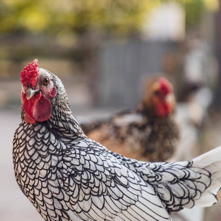 Most Common Backyard Chicken Breeds – Lafeber Company