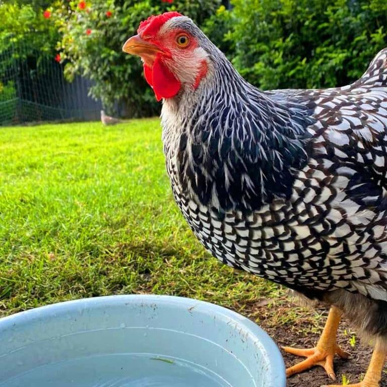 10 Tips To Keep Your Senior Chickens Happy – Lafeber Company