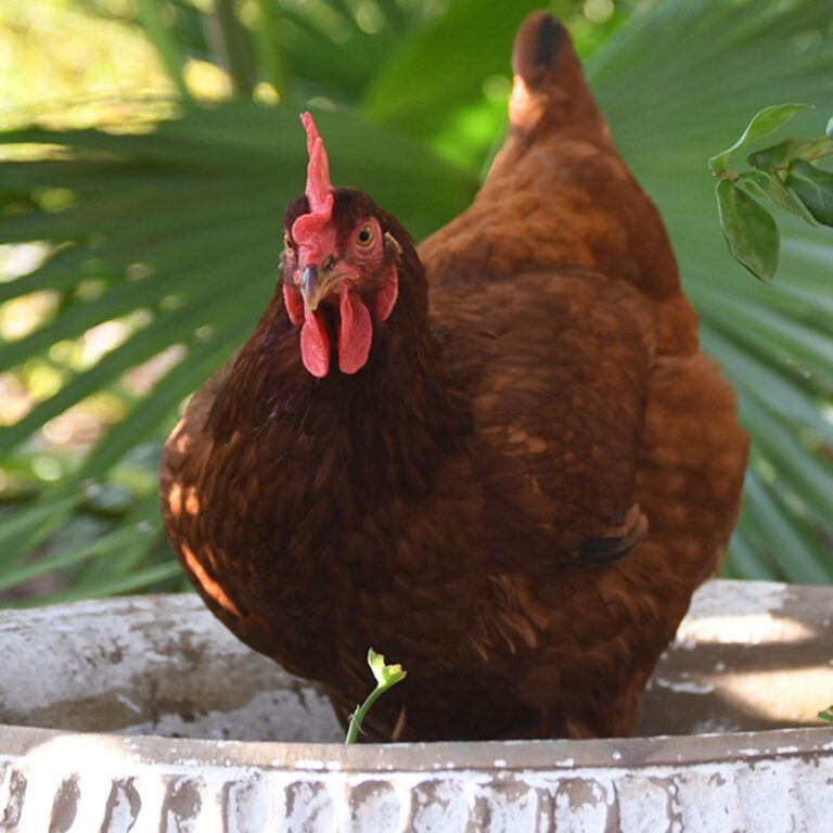 Best Backyard Chickens For Beginners Lafeber Company