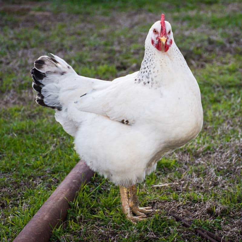 Sussex – Lafeber Company