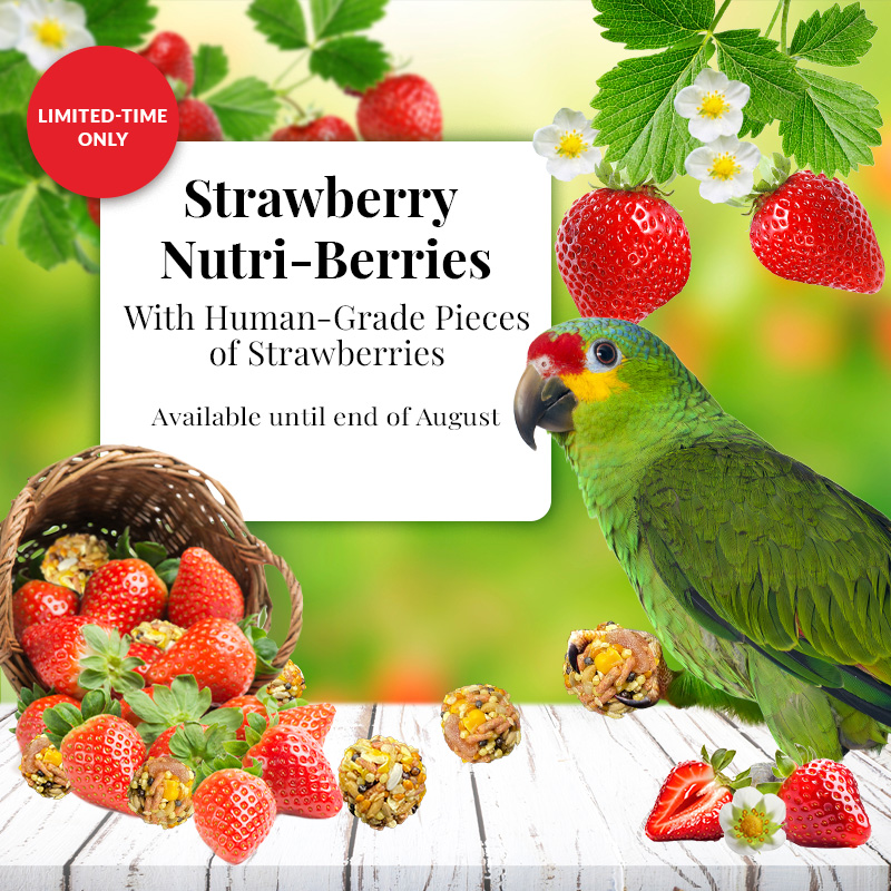 LIMITED EDITION Strawberry Nutri-Berries for Parrots 10oz – Lafeber Company