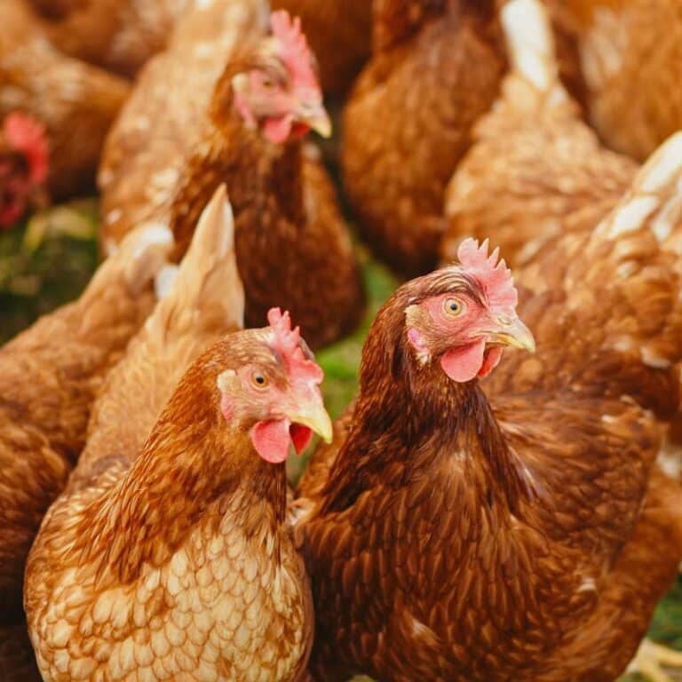 The Mystery Of Chickens Pecking Chickens – Lafeber Company