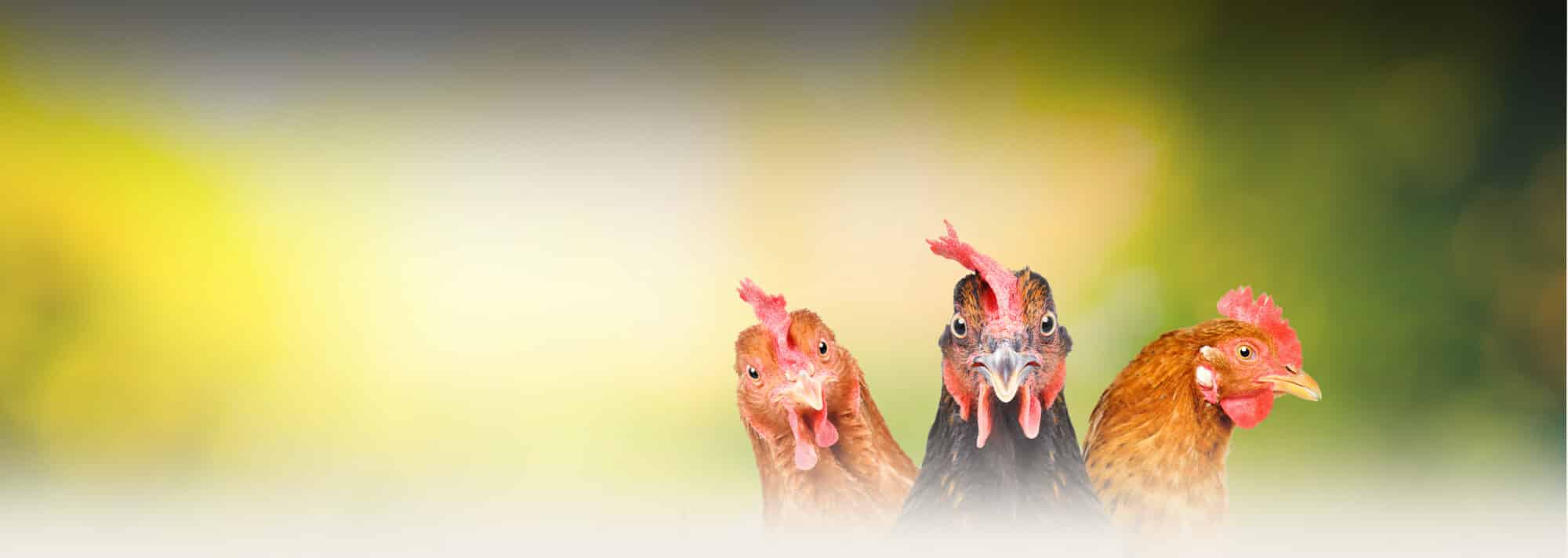 Behavior – Lafeber Company