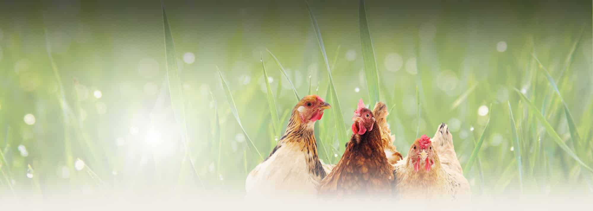 Tips For Good Feather Health In Backyard Chickens – Lafeber Company