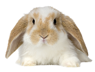 Lafeber Loyalty Club – Lafeber Company